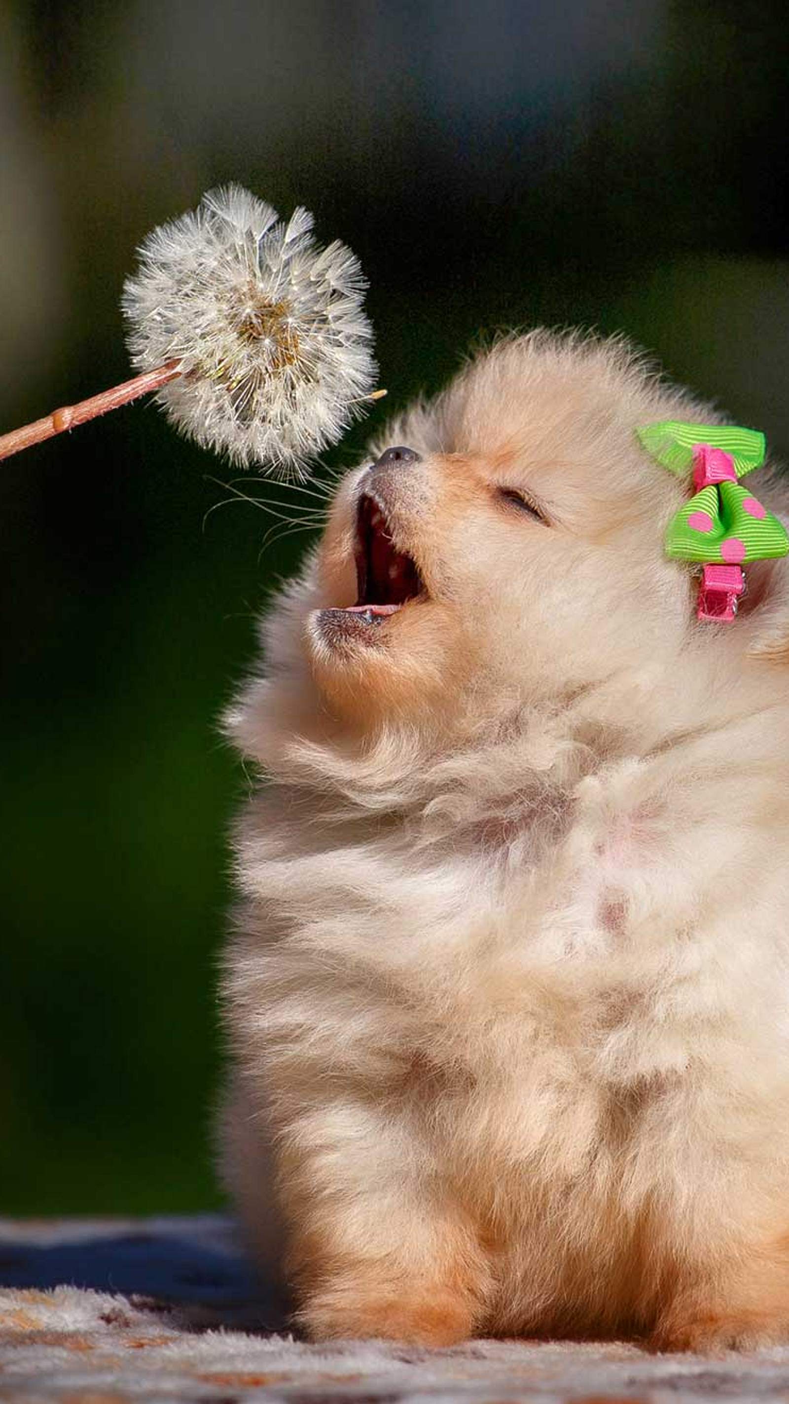 Kleinste Hunderasse Der Welt Mini Hund Archive WTG